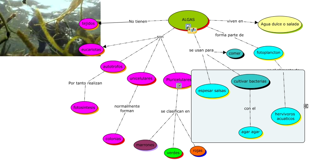 Mapa conceptual del las Algas